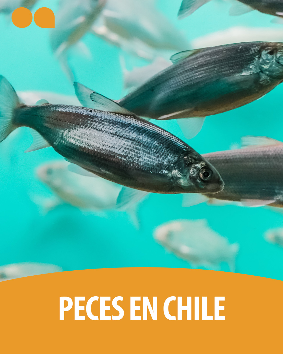 PECES EN CHILE OA – Observatorio Animal